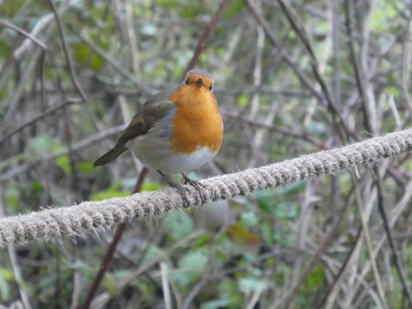 TWASI Day Visits 2026 – The Wildlife Art Society International