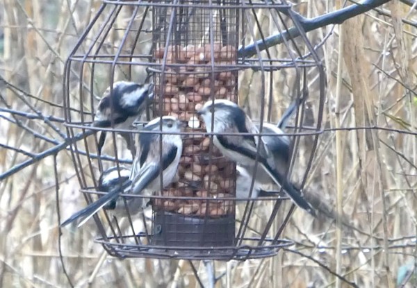 TWASI Day Visits 2026 – The Wildlife Art Society International