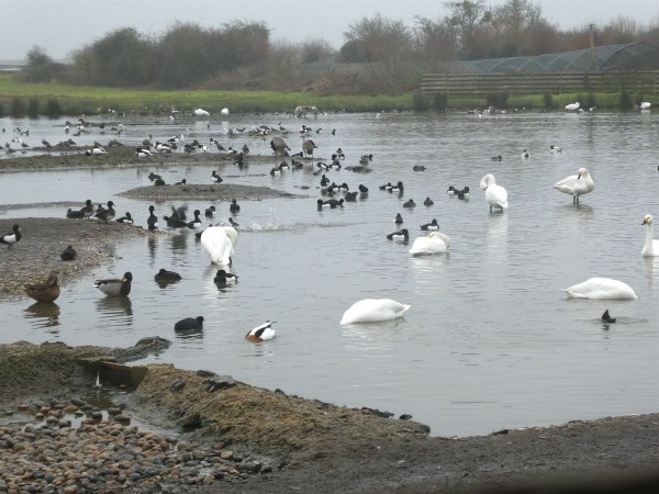 TWASI Day Visits 2026 – The Wildlife Art Society International